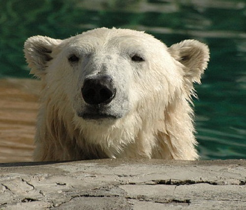 PB – Insights From A Bipolar Bear